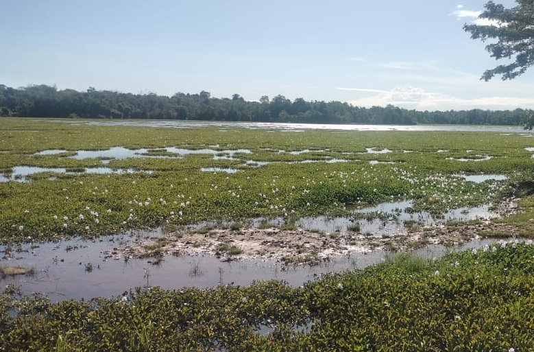 Eceng Gondok Penuhi Lokasi Wisata Geunang Gedong