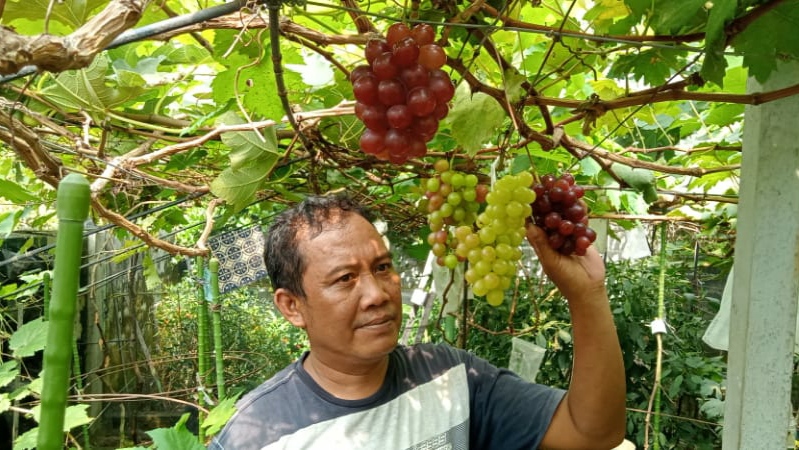 Petani Anggur di Abdya Raih Omzet Rp 60 Juta Per Tahun