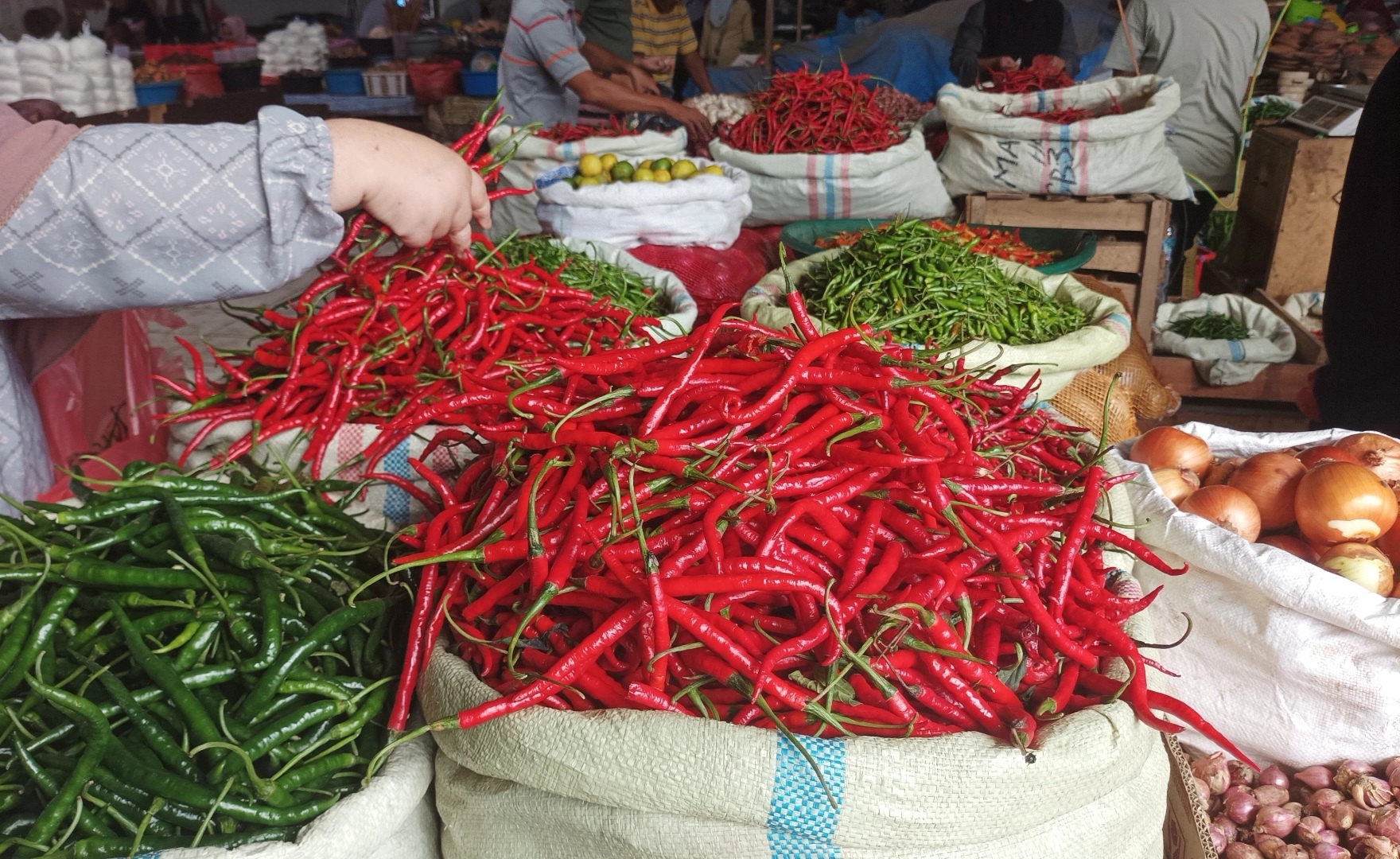 Harga Cabai Merah di Nagan Raya Tembus Rp100 Ribu per Kg