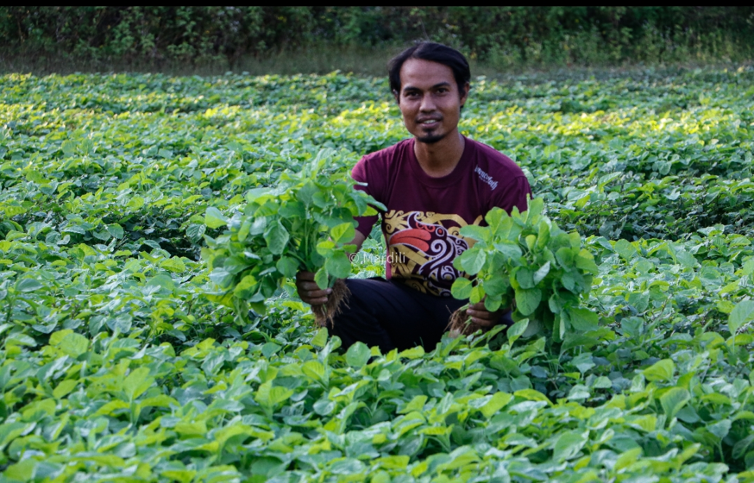 Petani Sayur di Aceh Besar Terdampak Cuaca Ekstrim