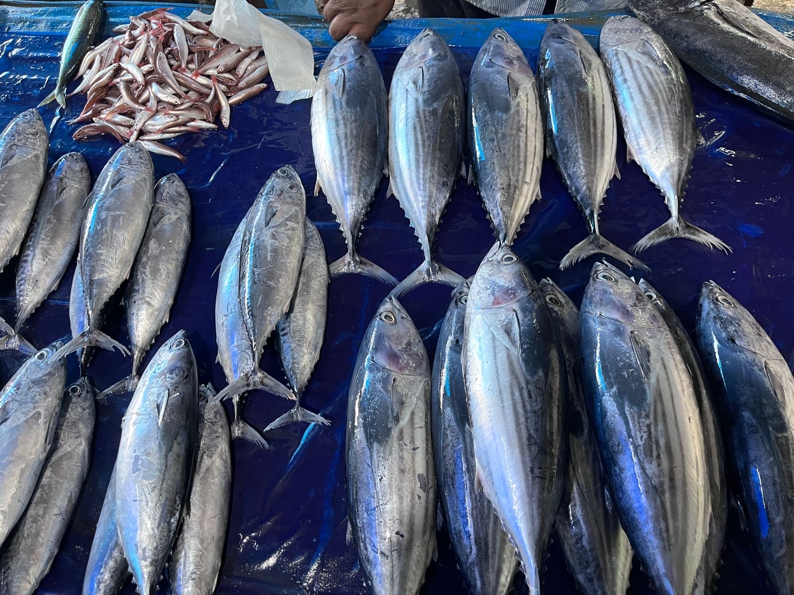 Tingkatkan Gizi dan Kesejahteraan, Sabang Optimalkan Hasil Laut