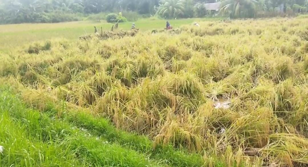 Terendam Banjir, Puluhan Hektar Sawah di Aceh Timur Berpotensi Gagal Panen